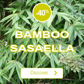 Bamboo Sasa Japonica : buy Bamboo Sasa Japonica / Sasa japonica