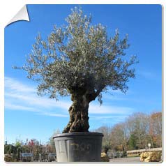 Olive trees and Palm trees - Keep on Holidays