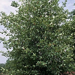 Rhamnus frangula -Natural Drug