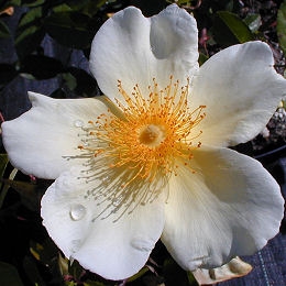 rosier grimpant.... "Mermaid" - Le blog de liline50300