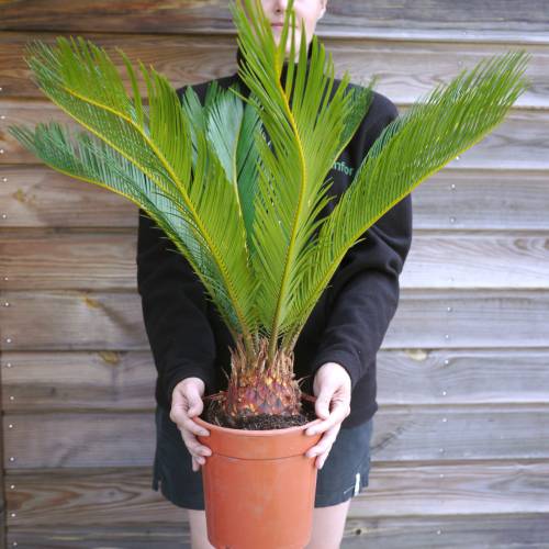 Cycas : vente Cycas / Cycas revoluta