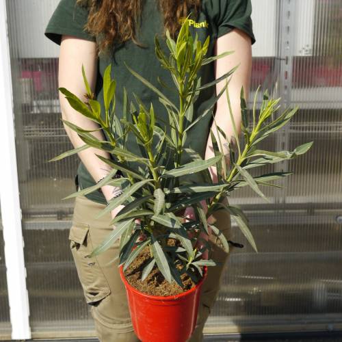 Laurier rose - Fleurs rouges : vente Laurier rose - Fleurs rouges ...