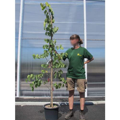 Arbre de Judée : vente Arbre de Judée / Cercis siliquastrum