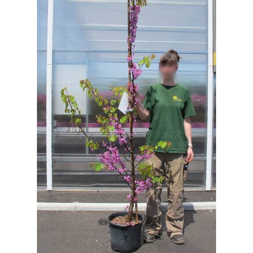 Arbre de Judée : vente Arbre de Judée / Cercis siliquastrum