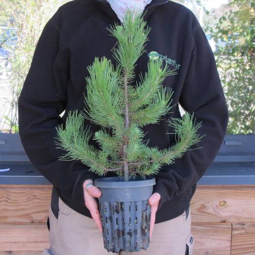 Pin d'Alep : vente Pin d'Alep / Pinus halepensis