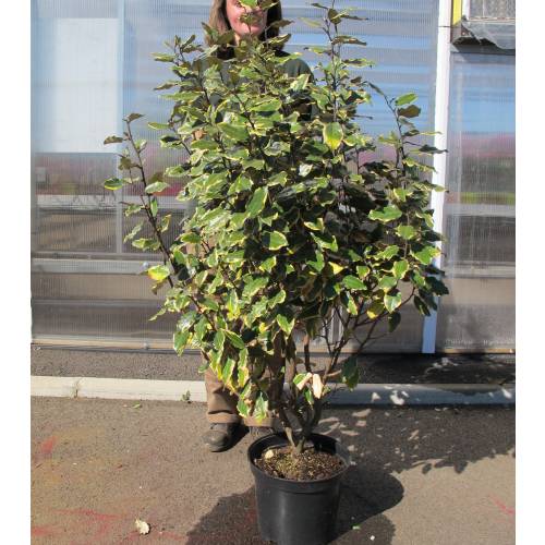 Eleagnus ebbingei 'Viveleg' : vente Eleagnus ebbingei 'Viveleg ...