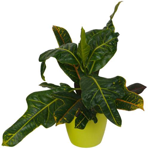 Croton Excellent + Cache pot Lime - Vente en ligne au meilleur prix
