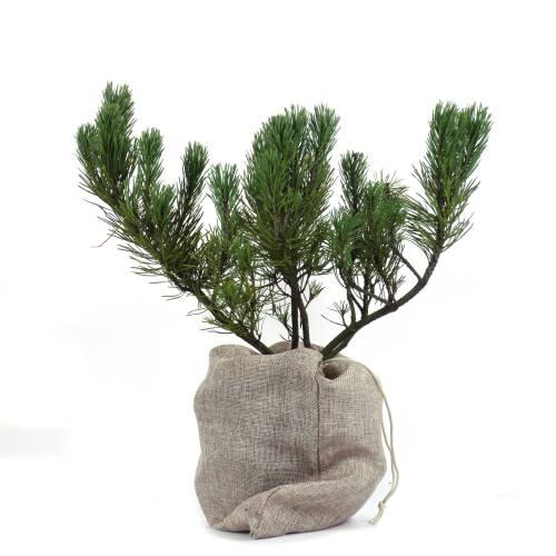 Arbre de Noël - Pin nain mughus en pot +pochon - Vente en ligne au ...
