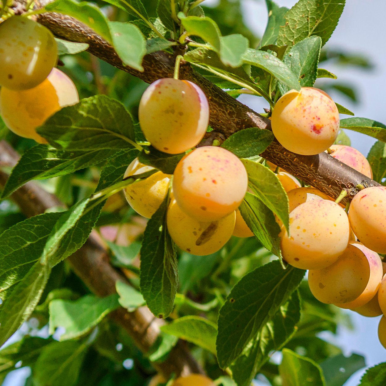 Prunier 'Mirabelle de Nancy' - Vente en ligne au meilleur prix