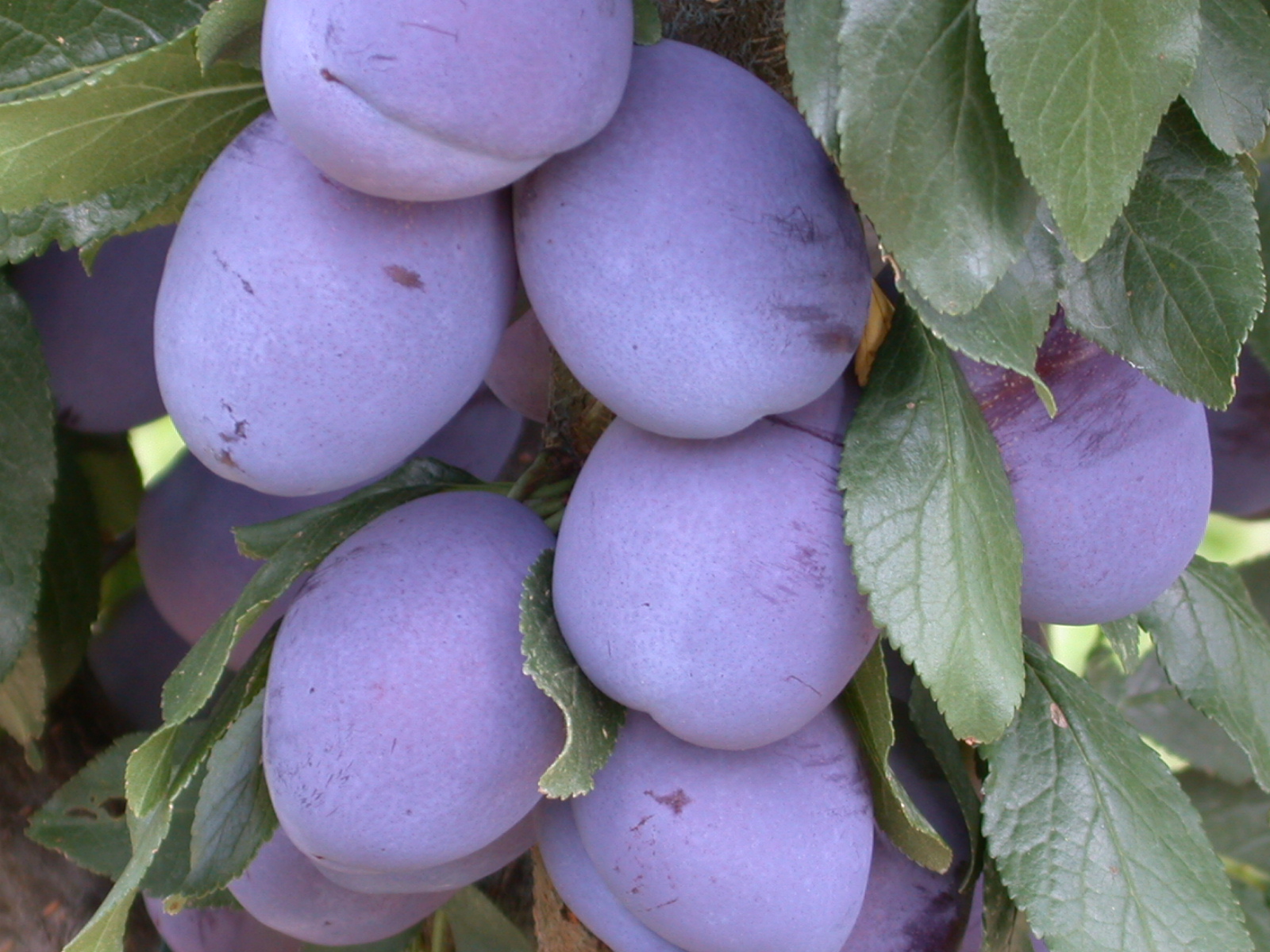 Prunier 'Quetsche d’Alsace' - Vente en ligne au meilleur prix