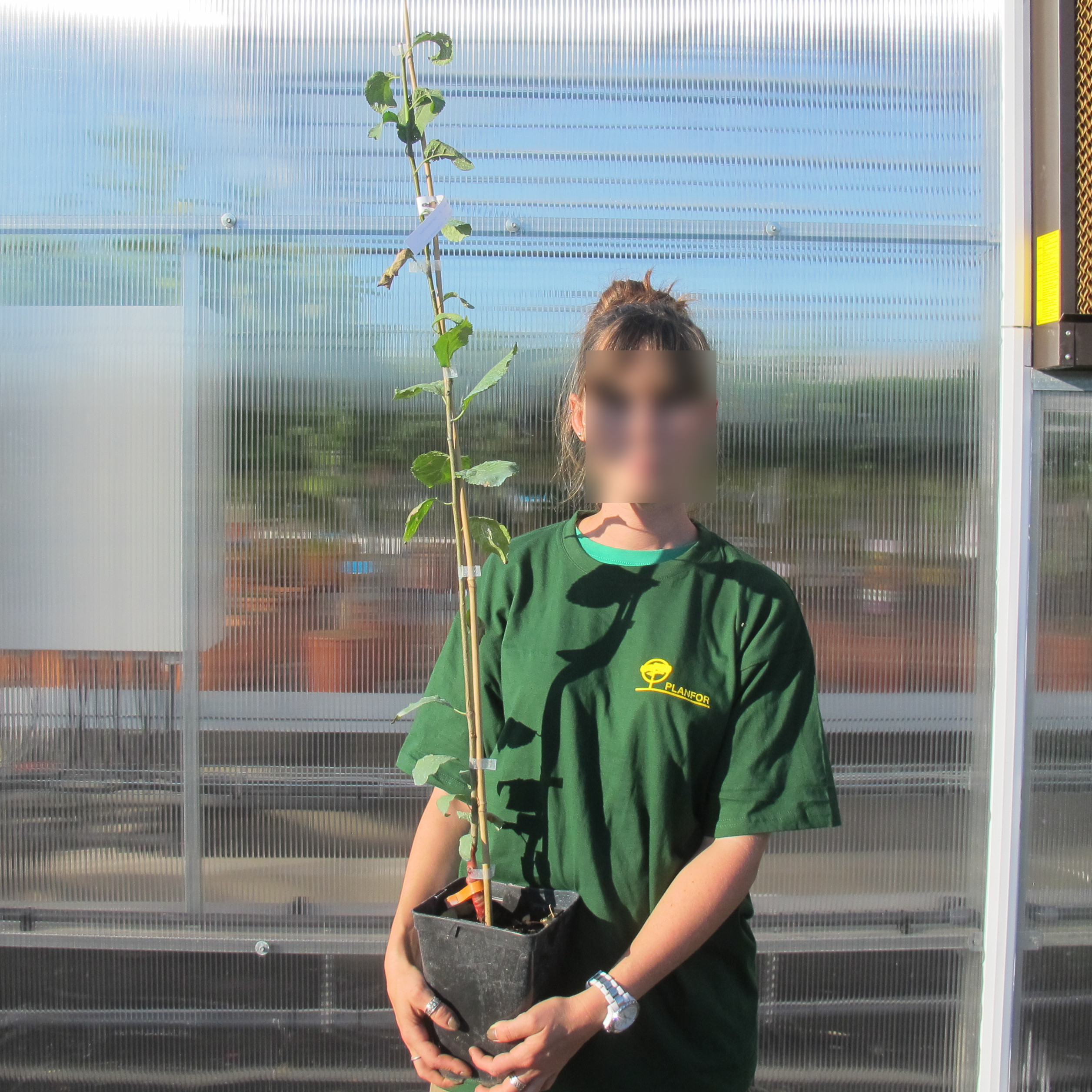 Prunier 'Quetsche d’Alsace' - Vente en ligne au meilleur prix