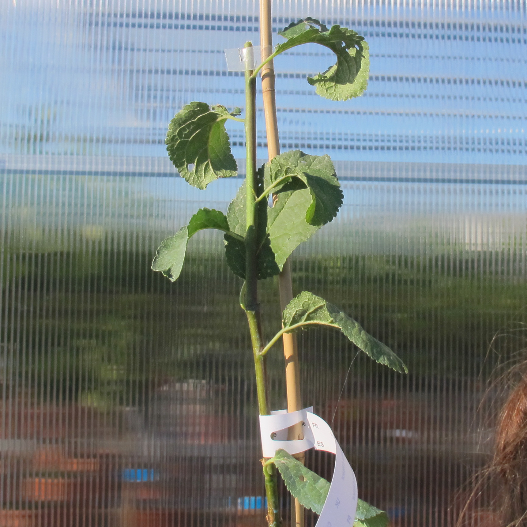 Prunier 'Quetsche d’Alsace' - Vente en ligne au meilleur prix