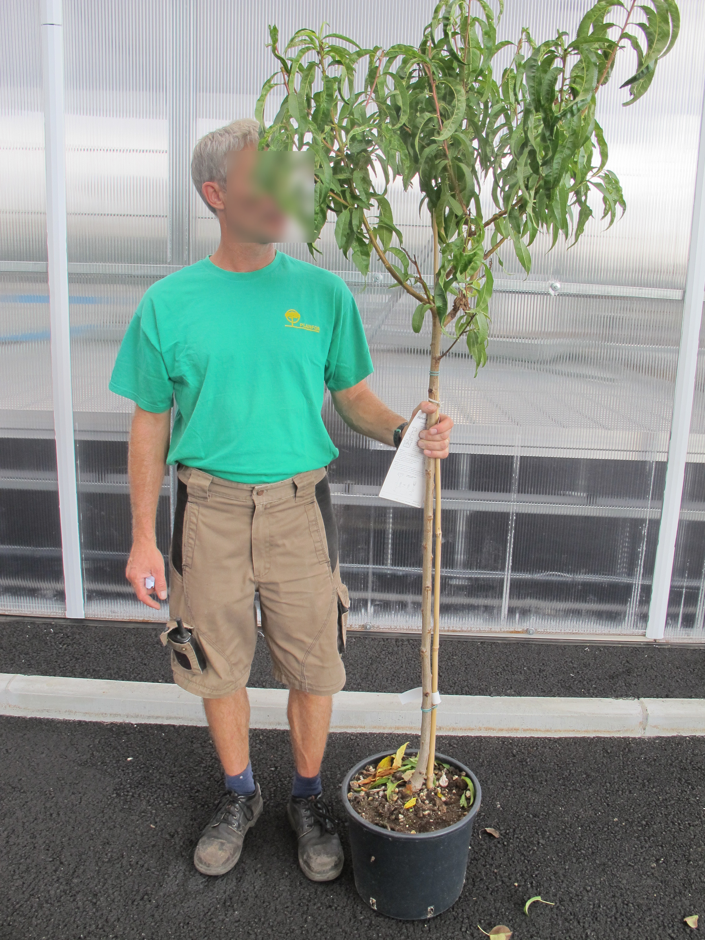 Pêcher à chair jaune - Vente en ligne au meilleur prix