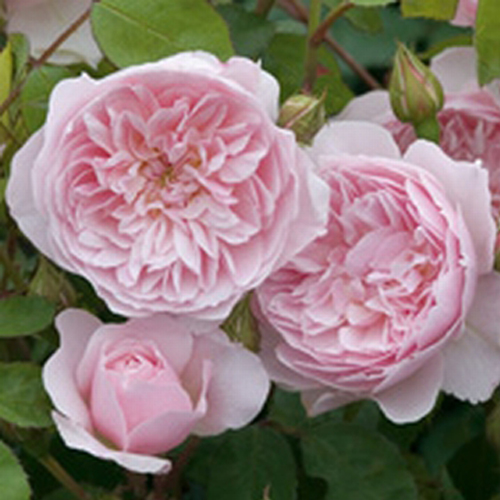 Rosier 'Wisley 2008' - Vente en ligne au meilleur prix