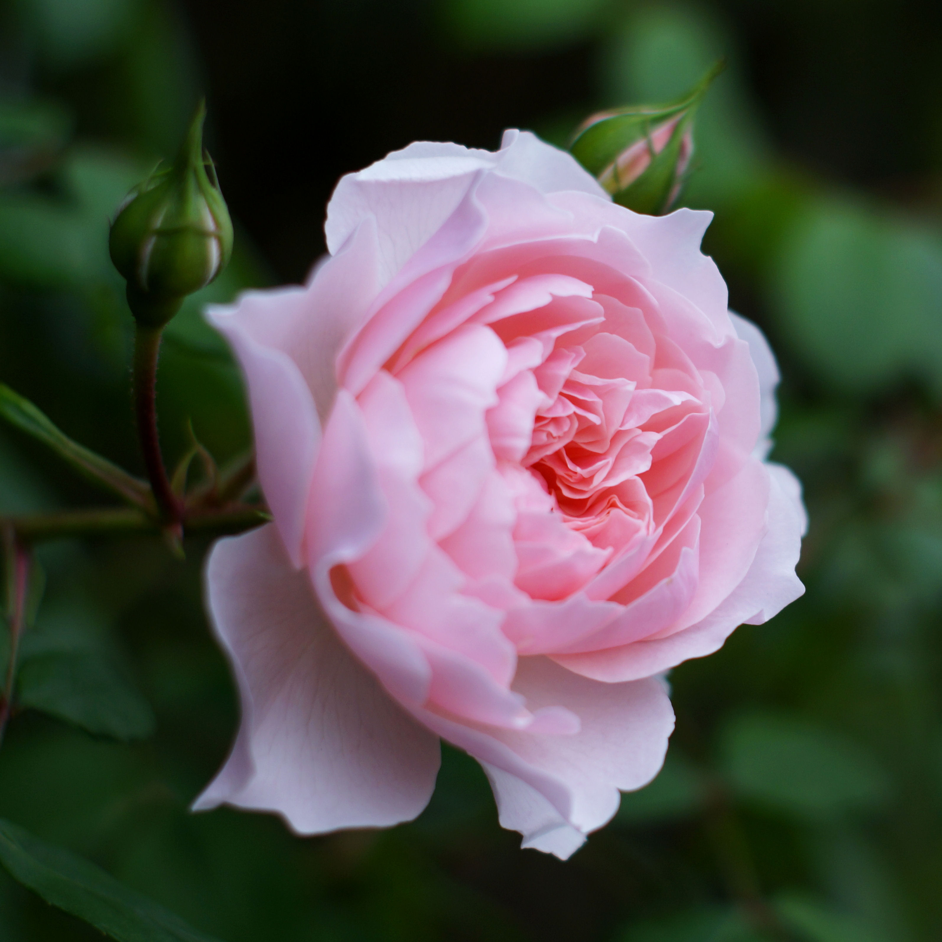 Rosier 'Wisley 2008' - Vente en ligne au meilleur prix