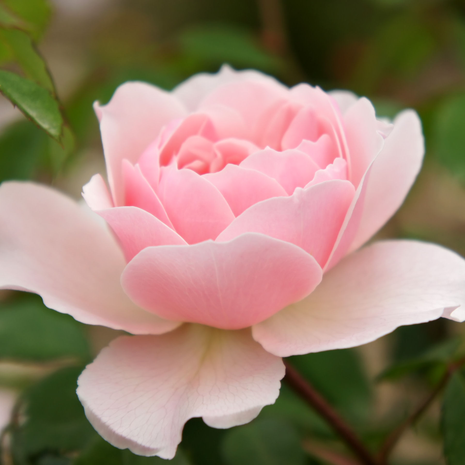 Rosier 'Wisley 2008' - Vente en ligne au meilleur prix