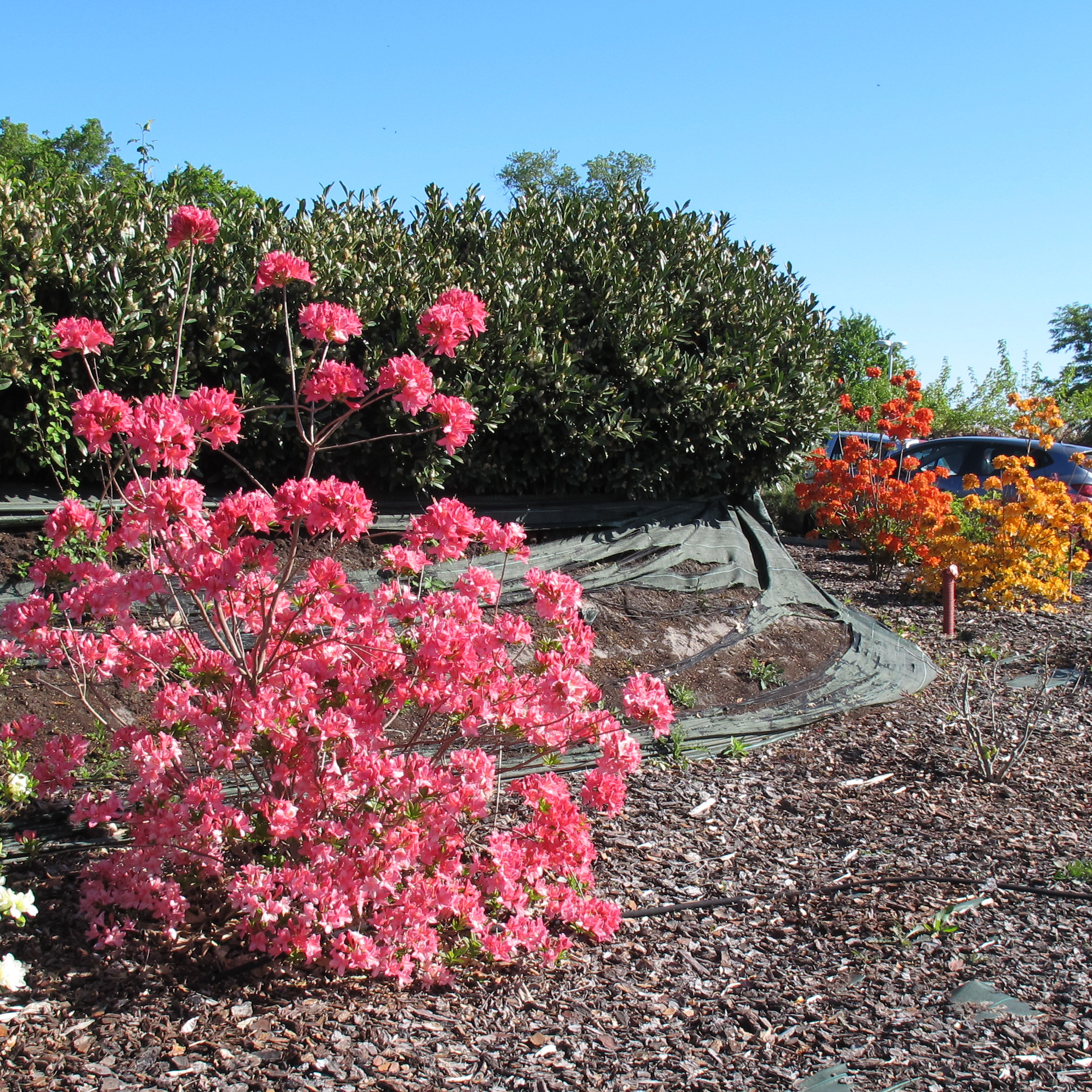 Azalée caduque 'Jolie Madame' - Vente en ligne au meilleur prix
