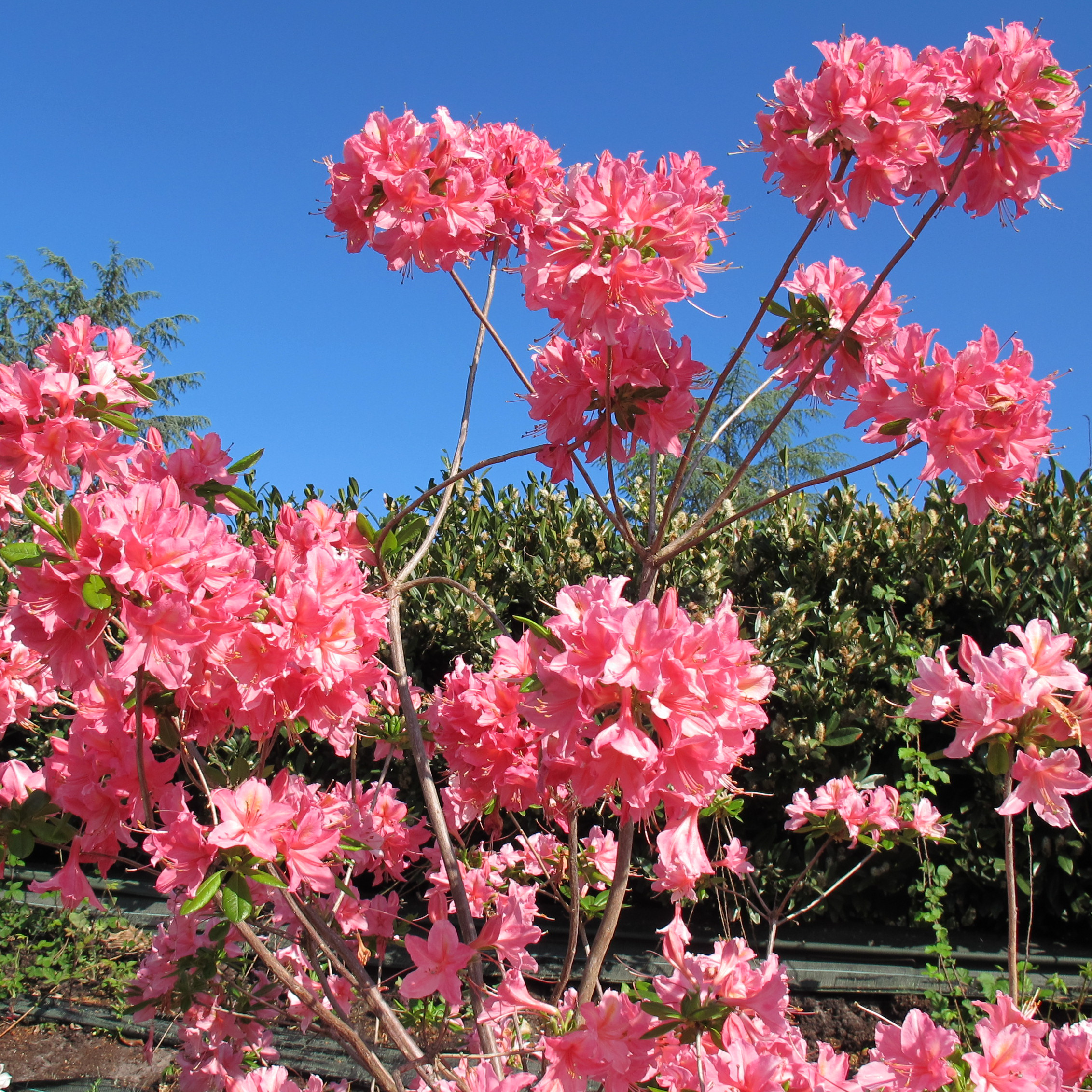 Azalée caduque 'Jolie Madame' - Vente en ligne au meilleur prix