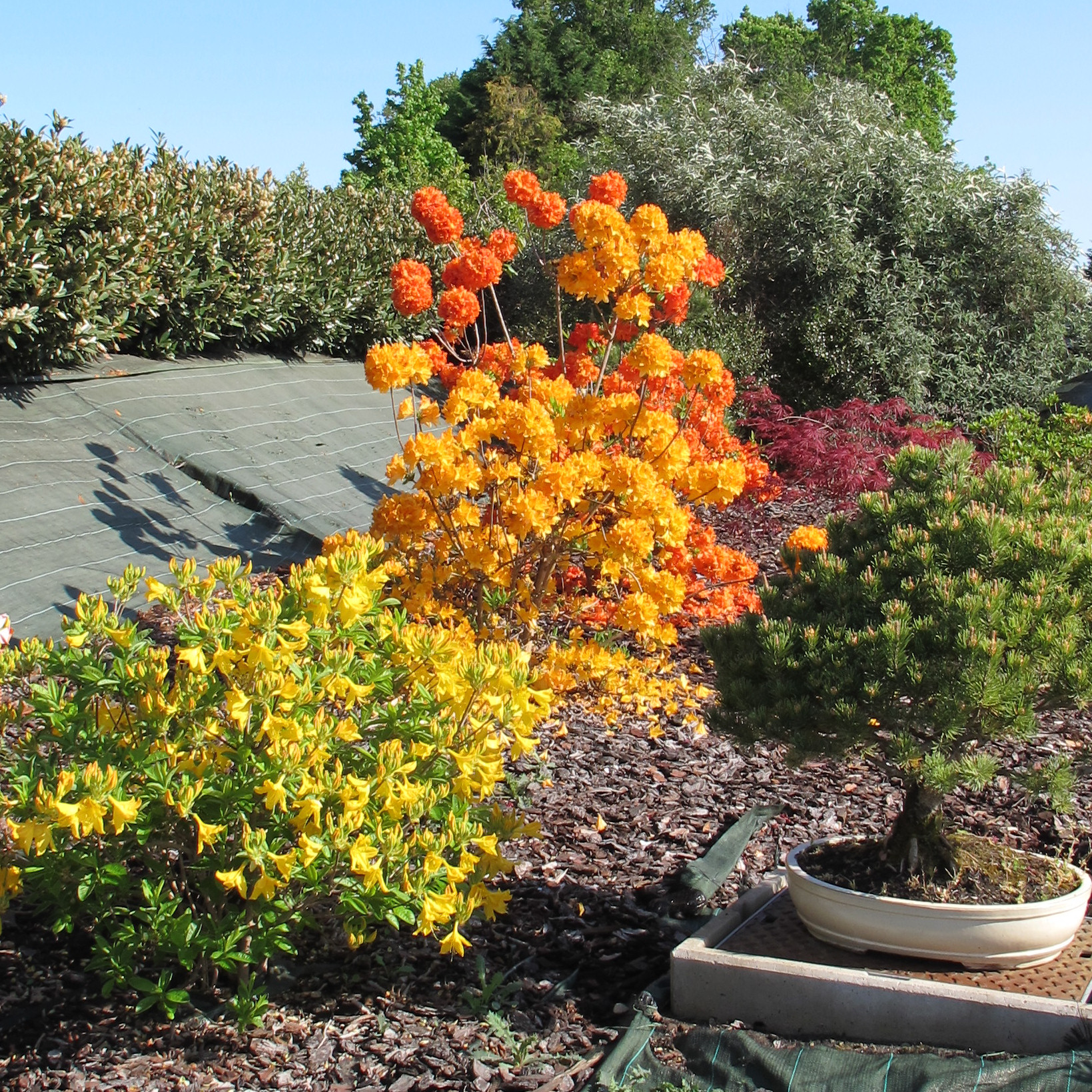 Azalée caduque 'Gold Topas' - Vente en ligne au meilleur prix
