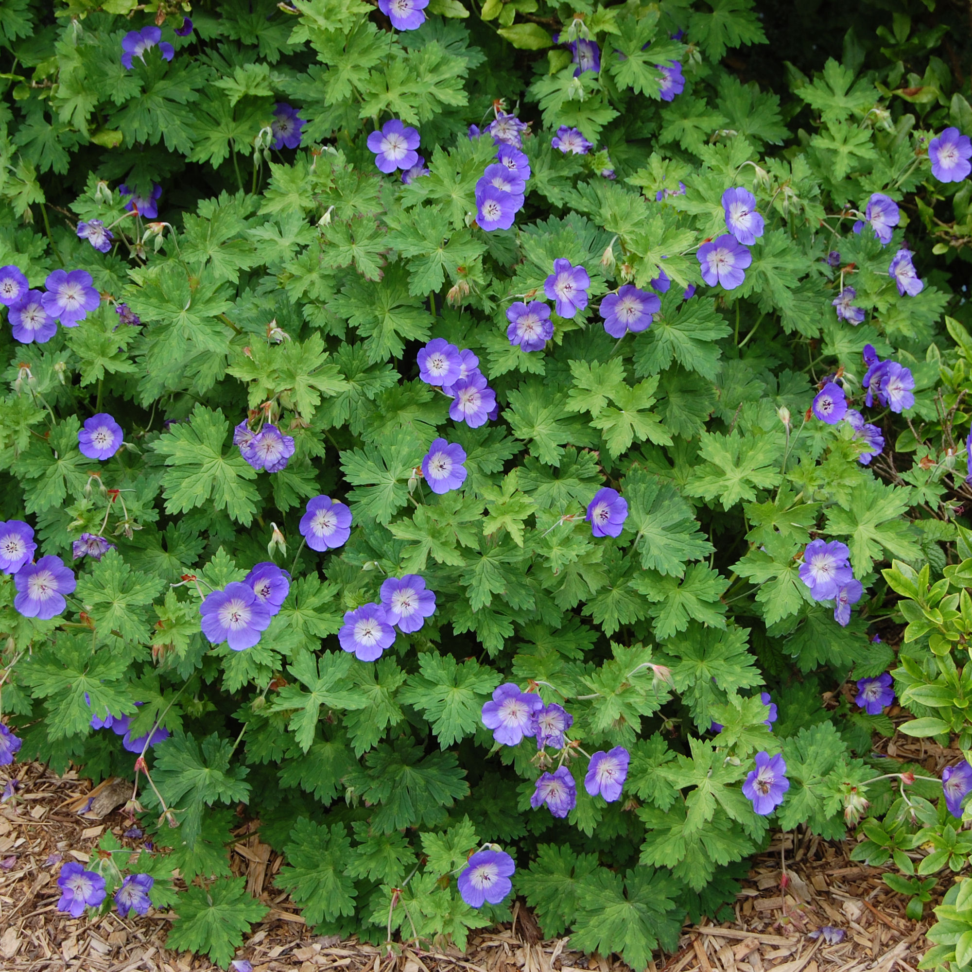 Géranium 'Rozanne' - Vente en ligne au meilleur prix