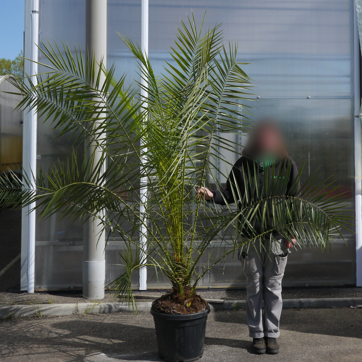 Palmier des Canaries - Vente en ligne au meilleur prix