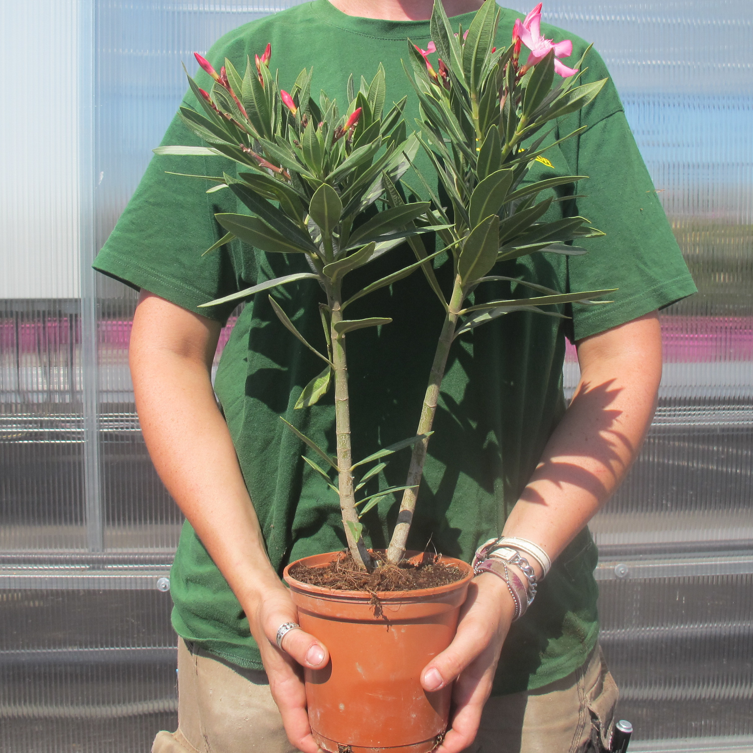 Laurier rose - Fleurs roses - Vente en ligne au meilleur prix