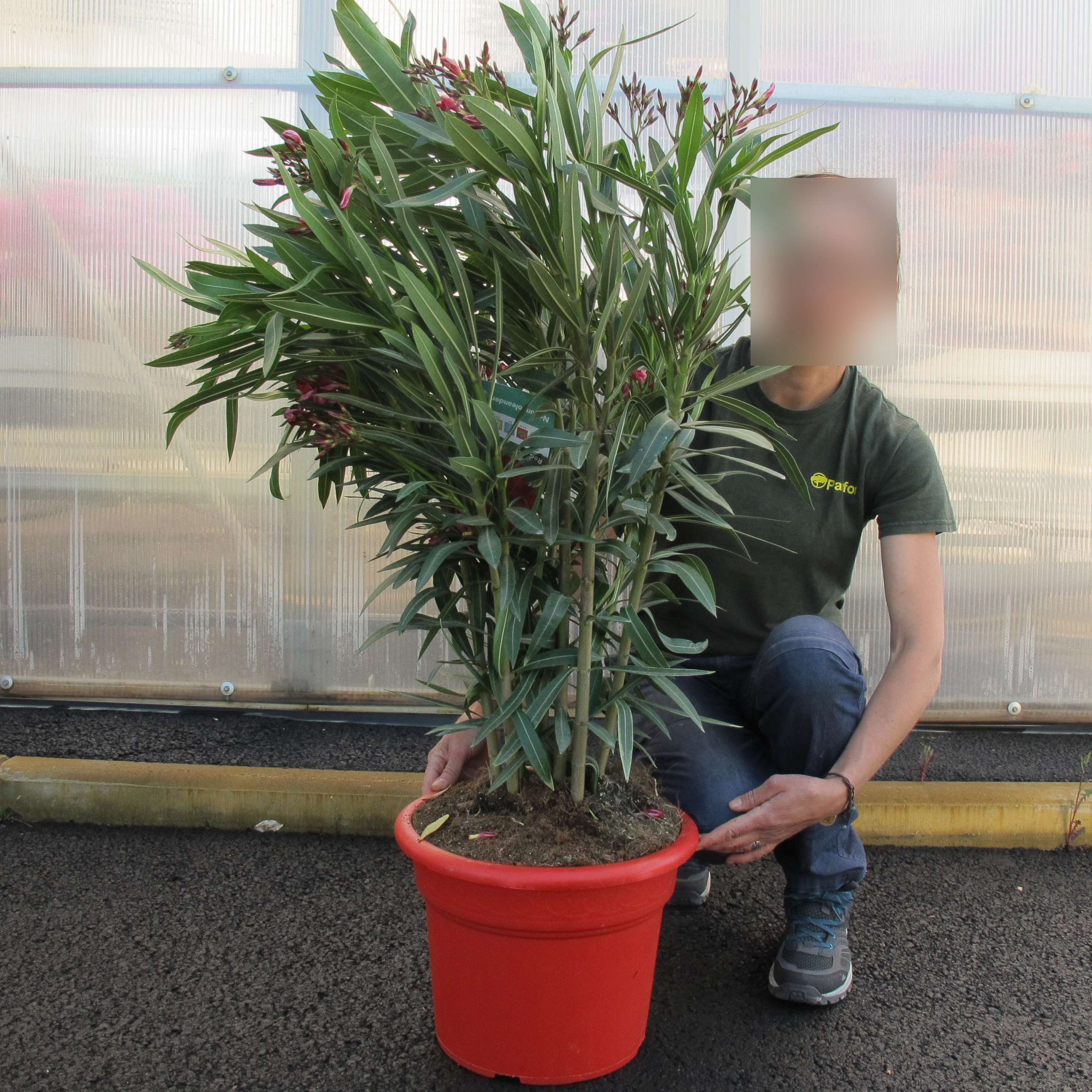 Laurier rose - Fleurs rouges - Vente en ligne au meilleur prix