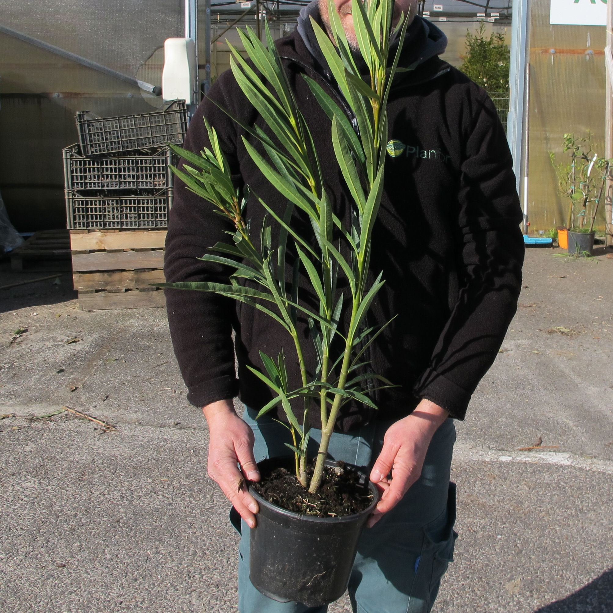 Laurier rose - Fleurs jaunes - Vente en ligne au meilleur prix