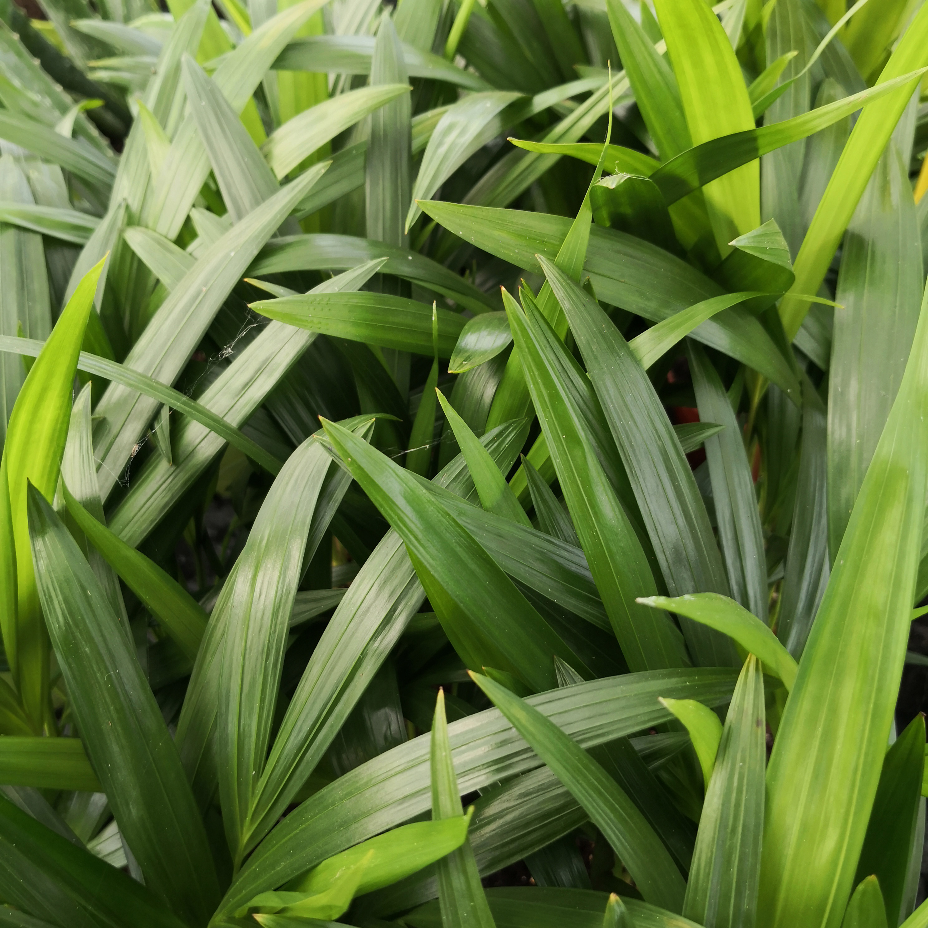 Areca - Vente en ligne au meilleur prix