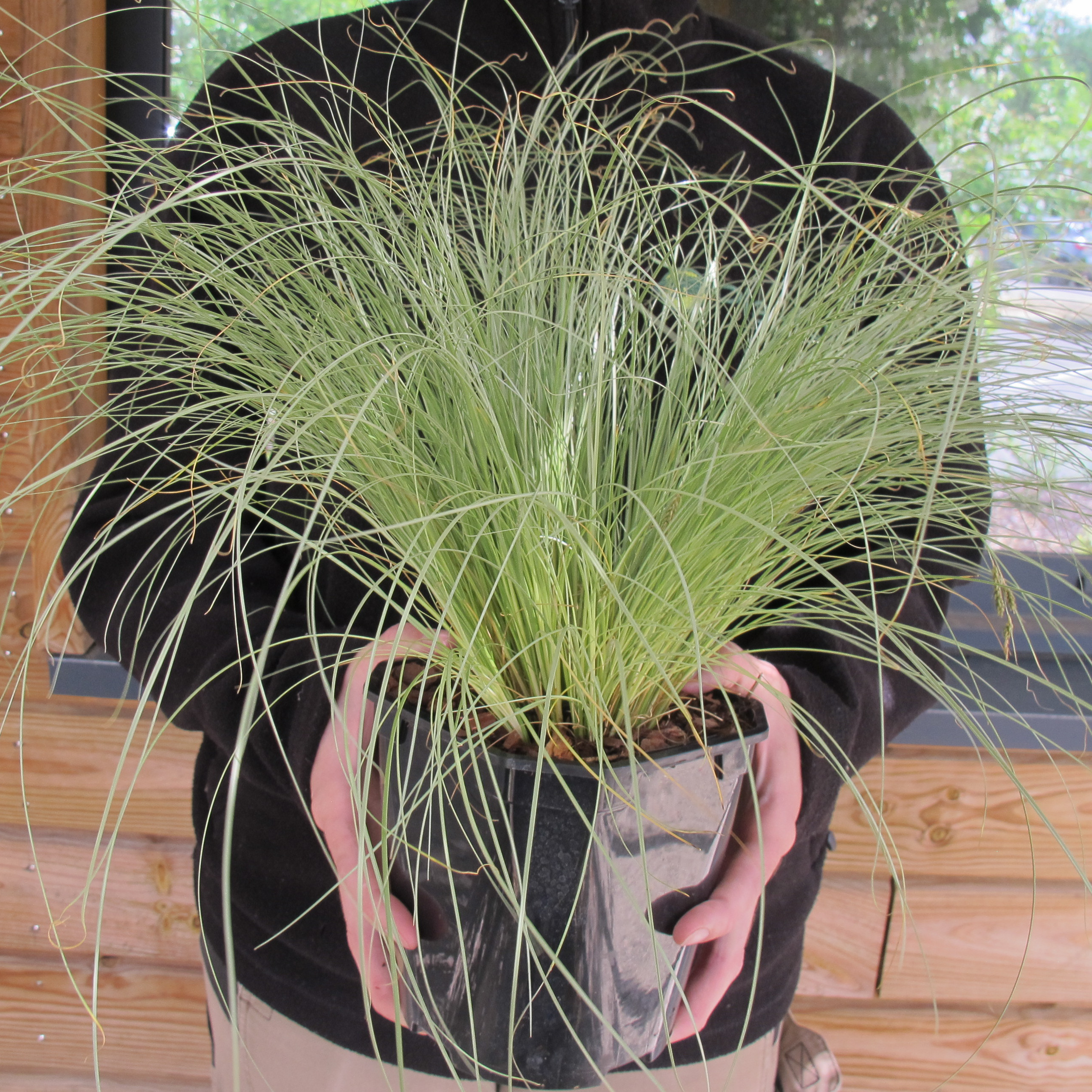 Laiche 'Frosted Curls' - Vente en ligne au meilleur prix