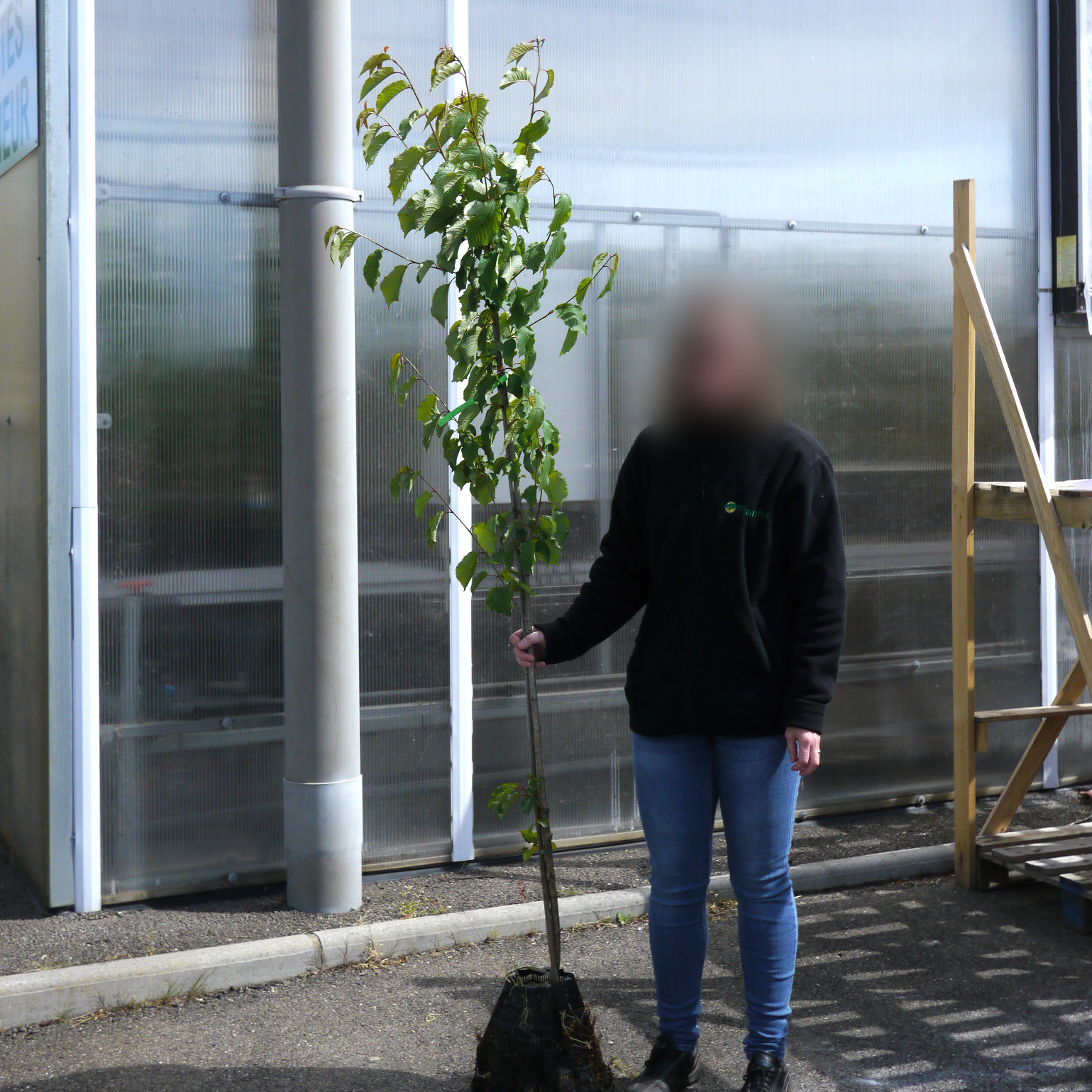 Merisier - Vente en ligne au meilleur prix