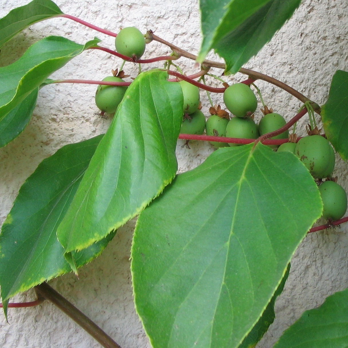 Kiwai autofertile 'Issai' - Vente en ligne au meilleur prix