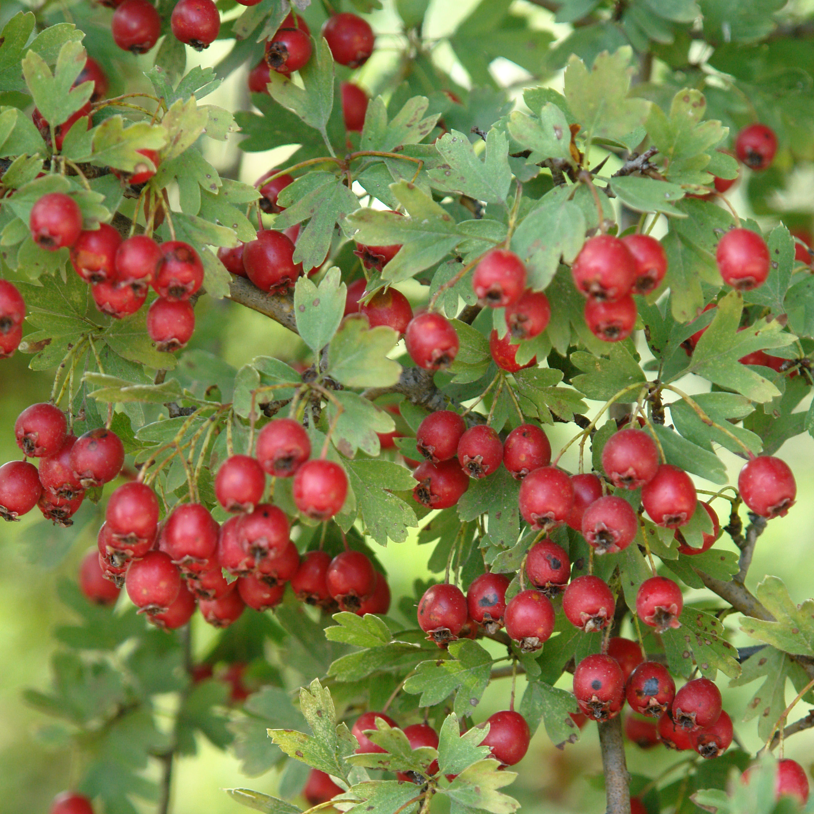 Aubépine blanche, Aubépine monogyne - Vente en ligne au meilleur prix