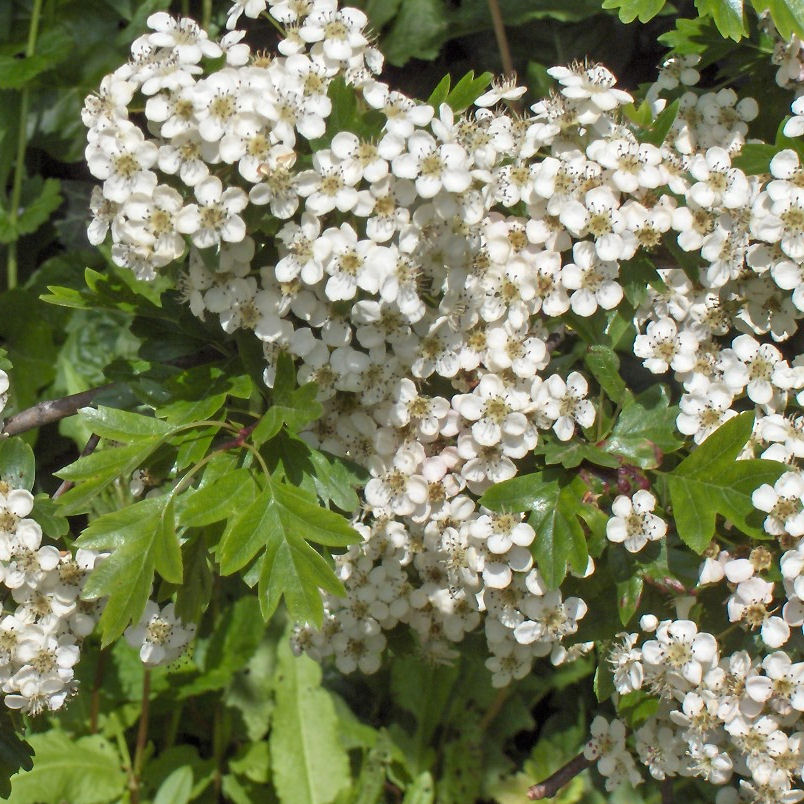 Aubépine blanche, Aubépine monogyne - Vente en ligne au meilleur prix