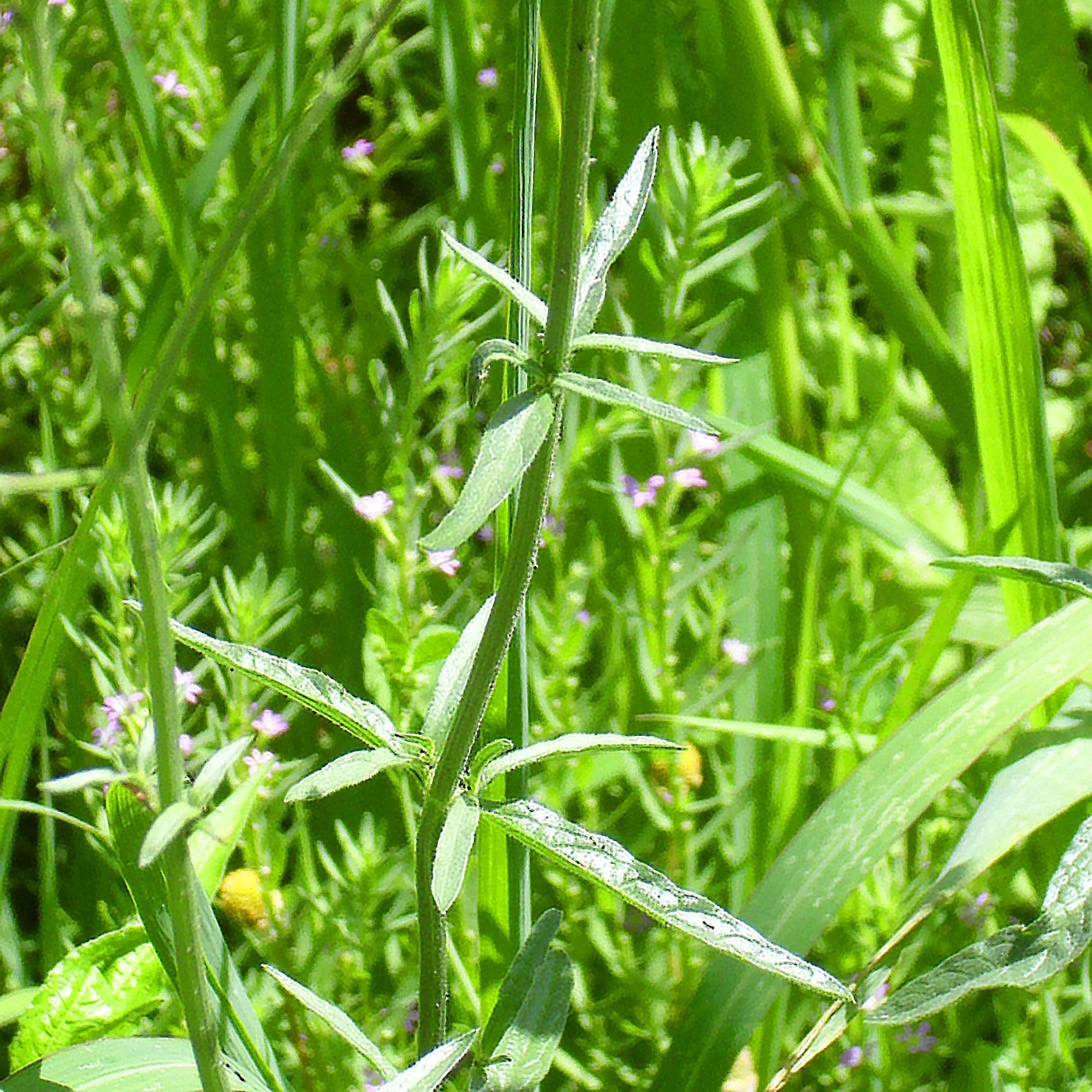 Verveine officinale - Vente en ligne au meilleur prix