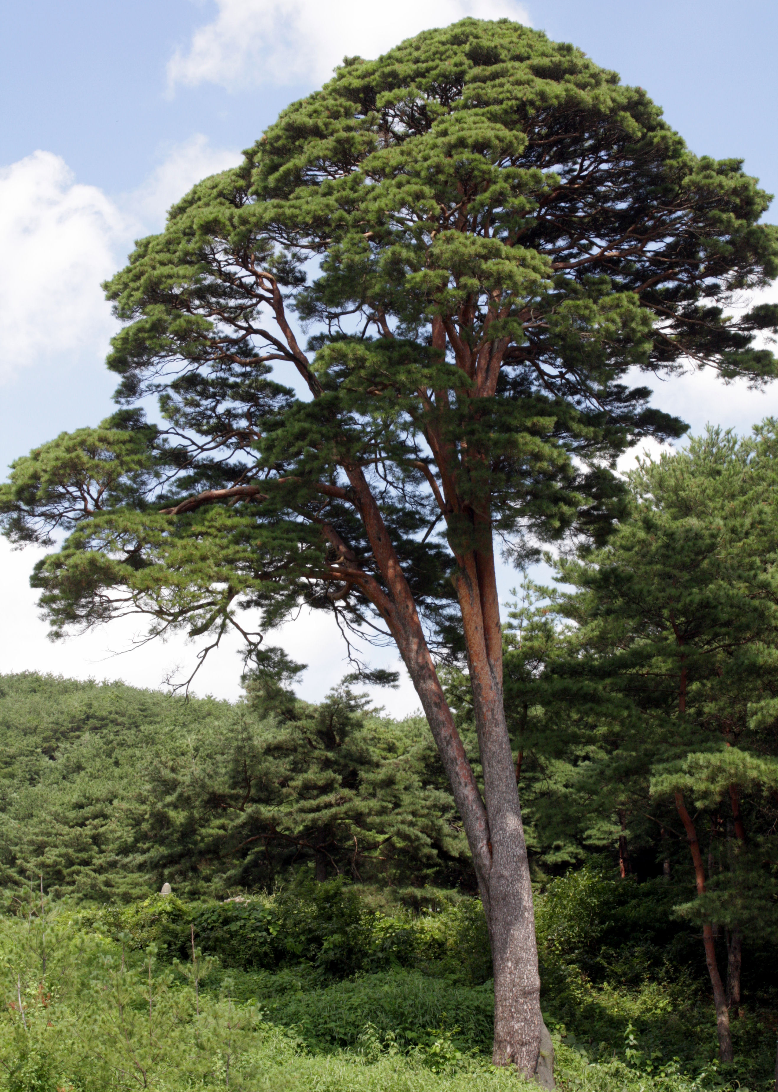 Pin rouge du Japon - Vente en ligne au meilleur prix