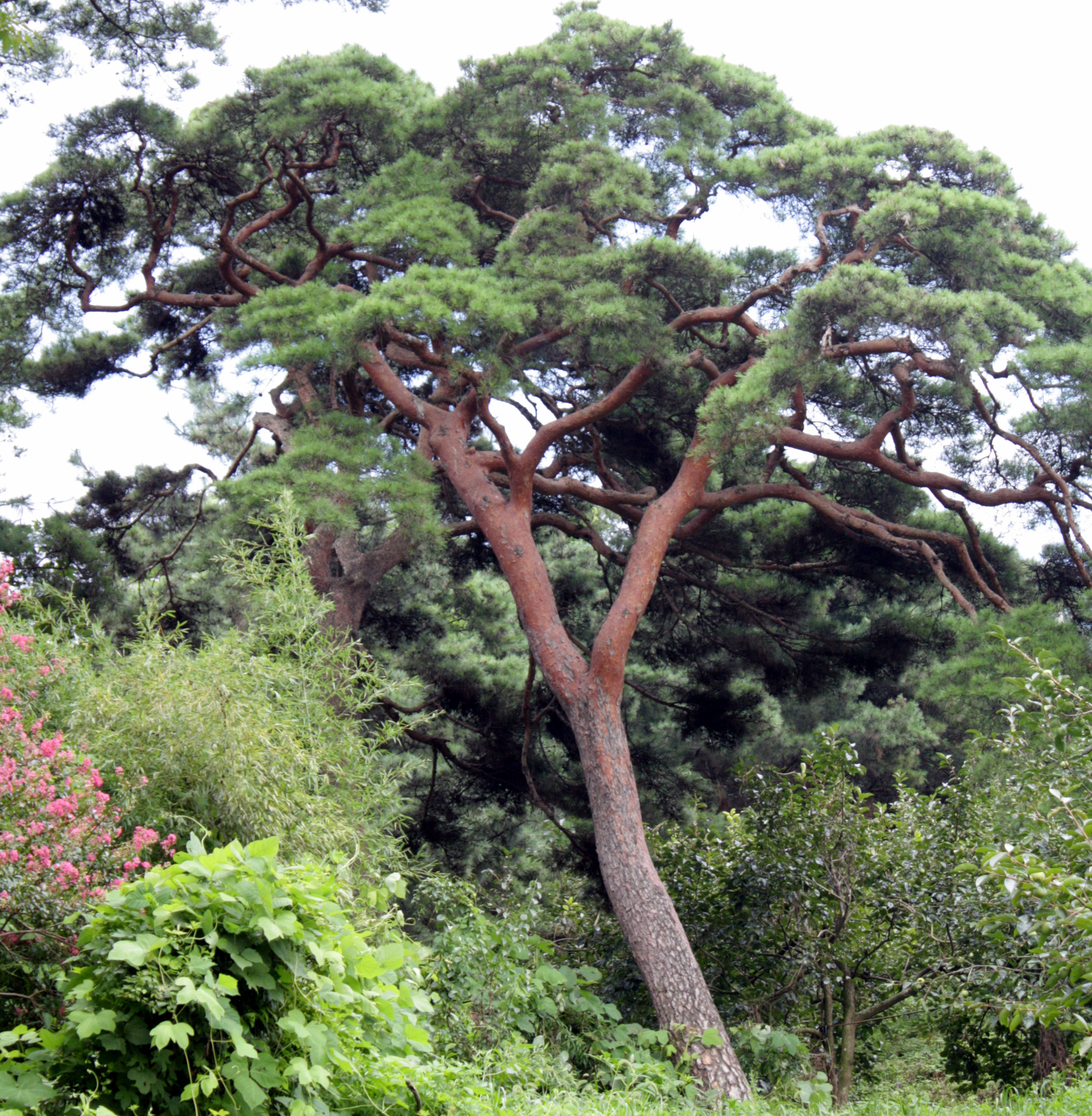 Pin rouge du Japon - Vente en ligne au meilleur prix