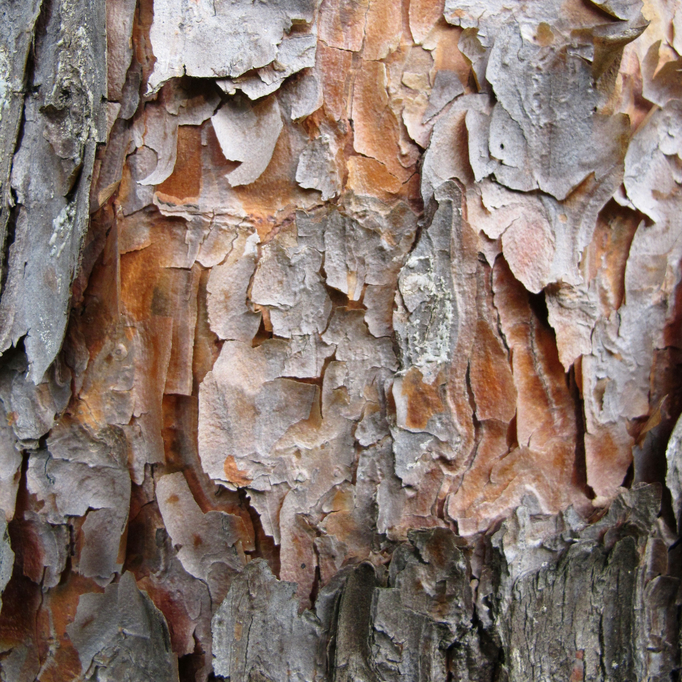 Pin rouge du Japon - Vente en ligne au meilleur prix
