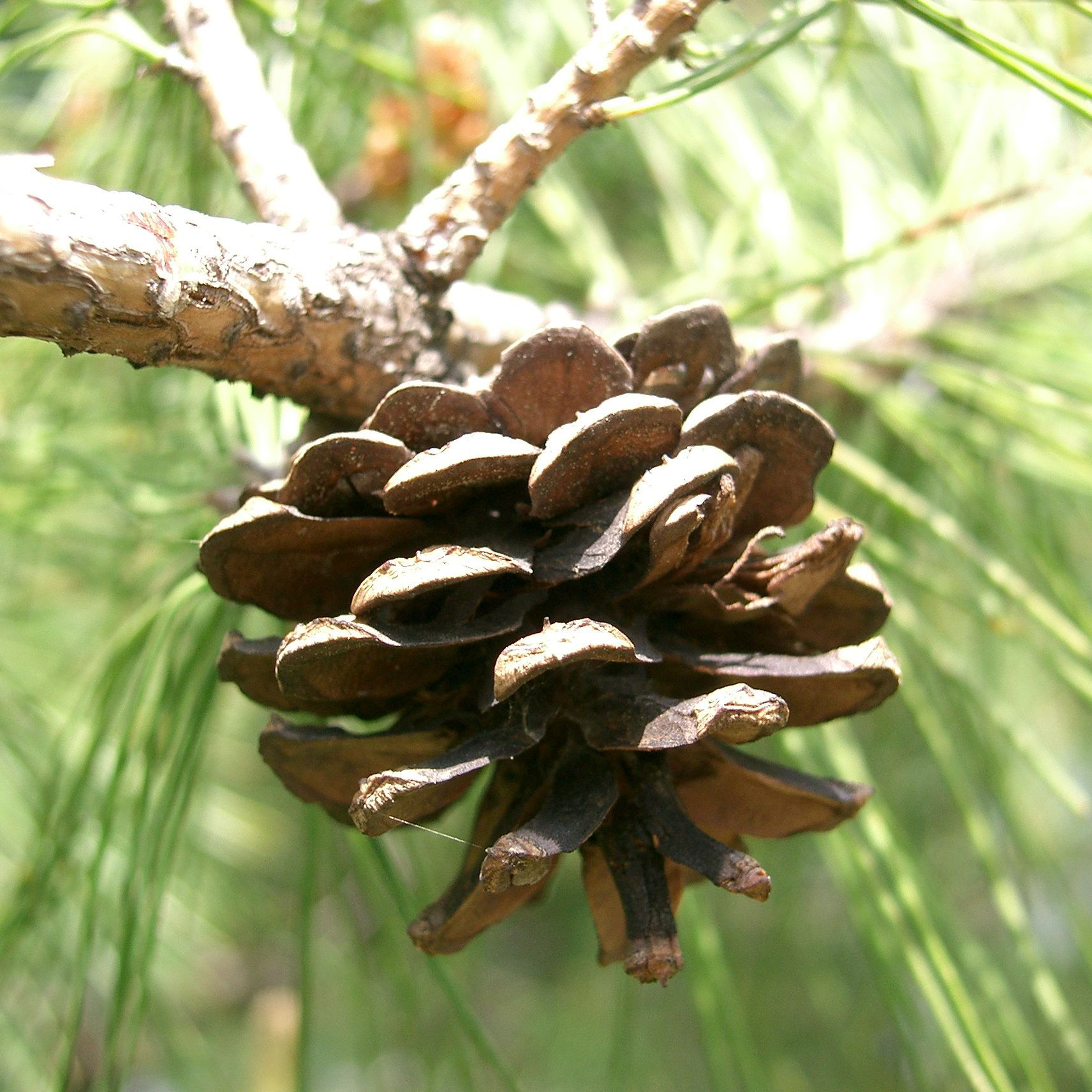 Pin rouge du Japon - Vente en ligne au meilleur prix