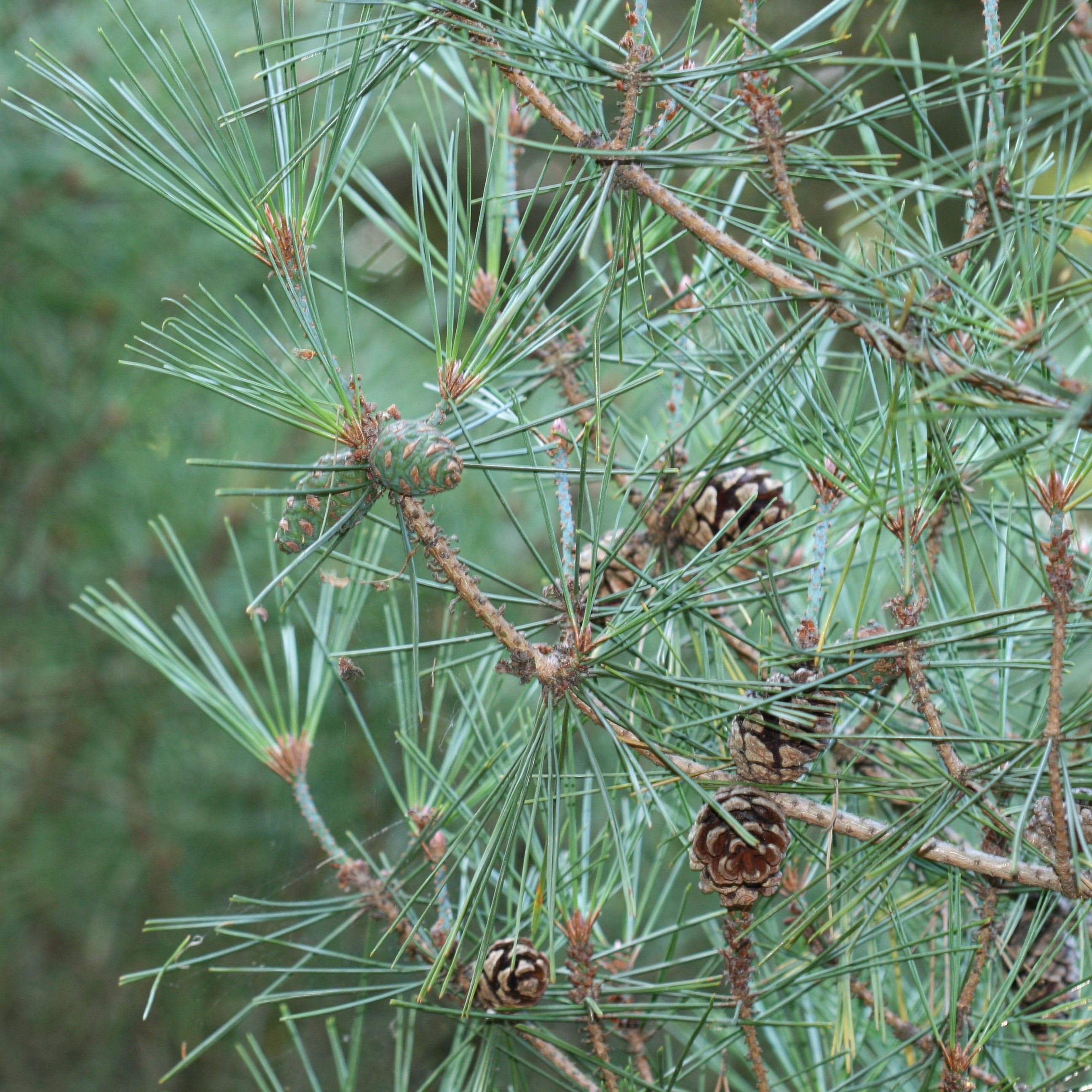 Pin rouge du Japon - Vente en ligne au meilleur prix