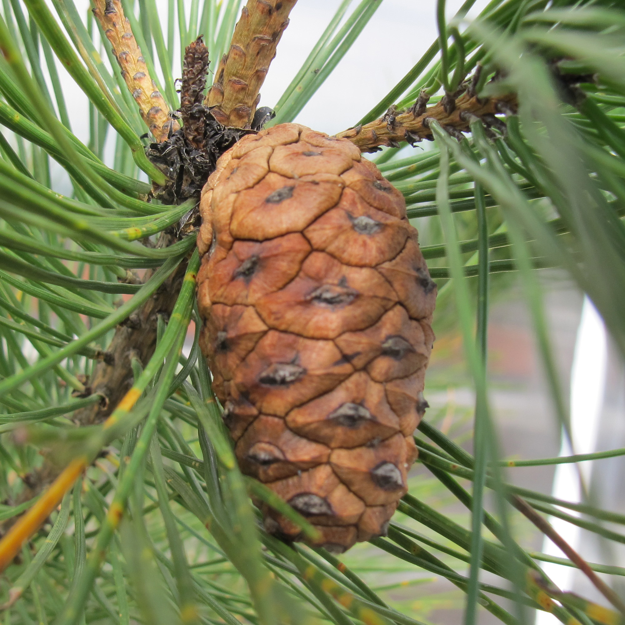Pin rouge du Japon - Vente en ligne au meilleur prix