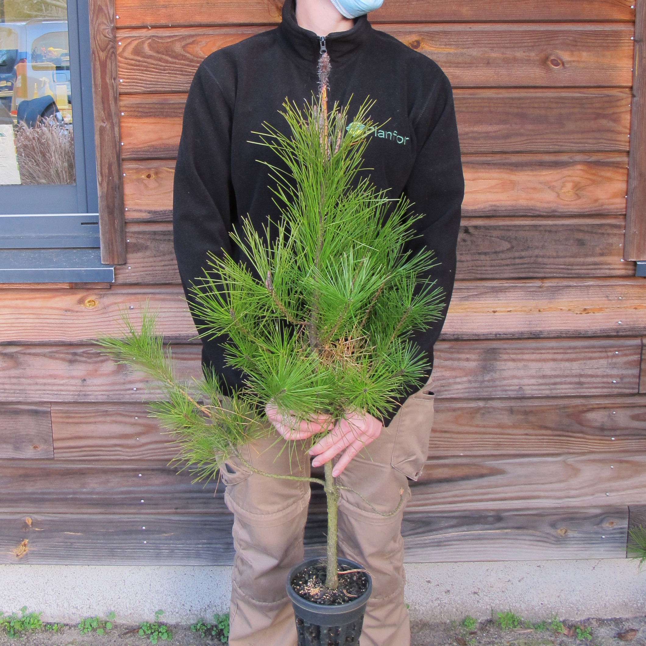 Pin rouge du Japon - Vente en ligne au meilleur prix