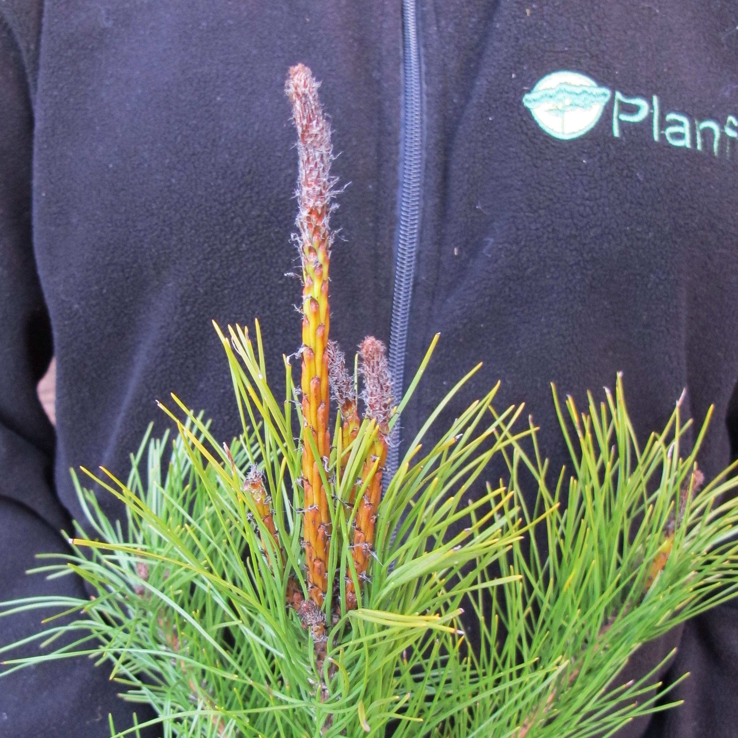 Pin rouge du Japon - Vente en ligne au meilleur prix