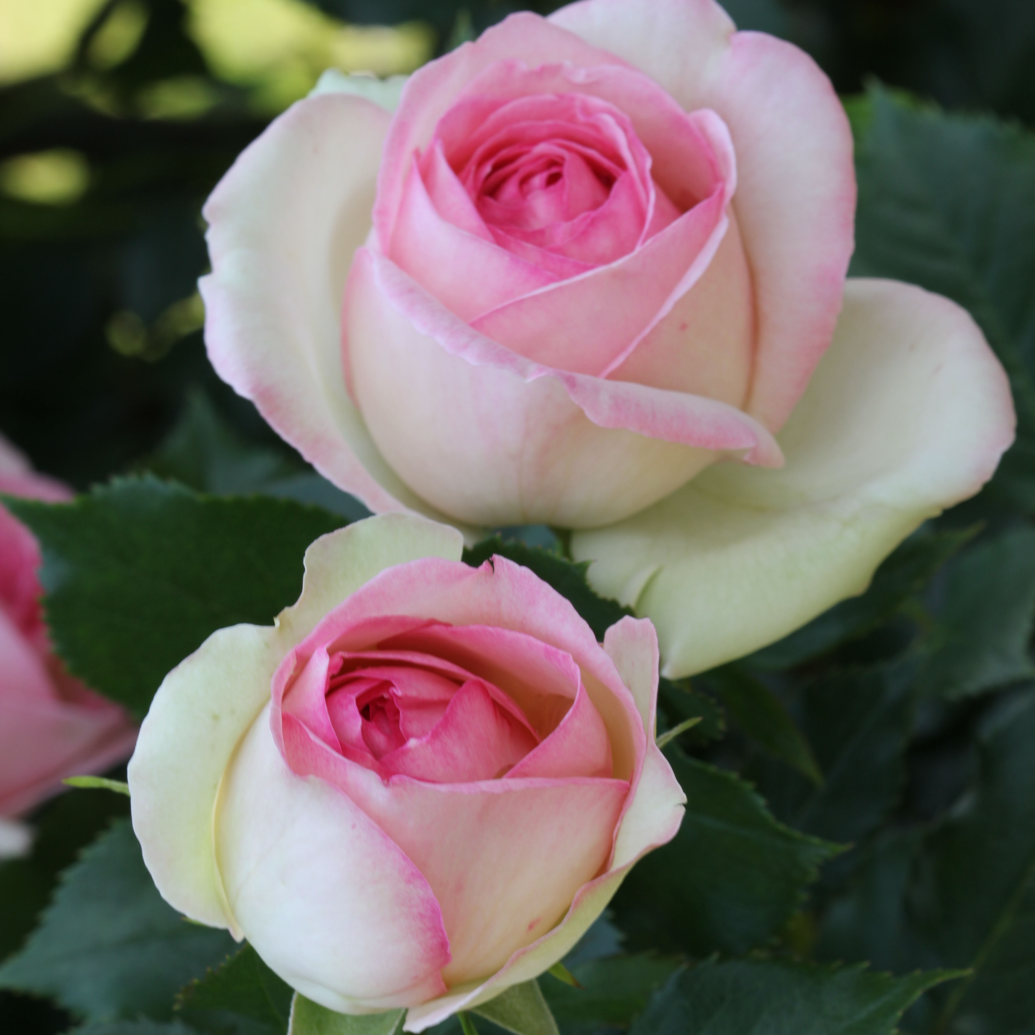 Rosier 'Pierre de Ronsard' - Vente en ligne au meilleur prix