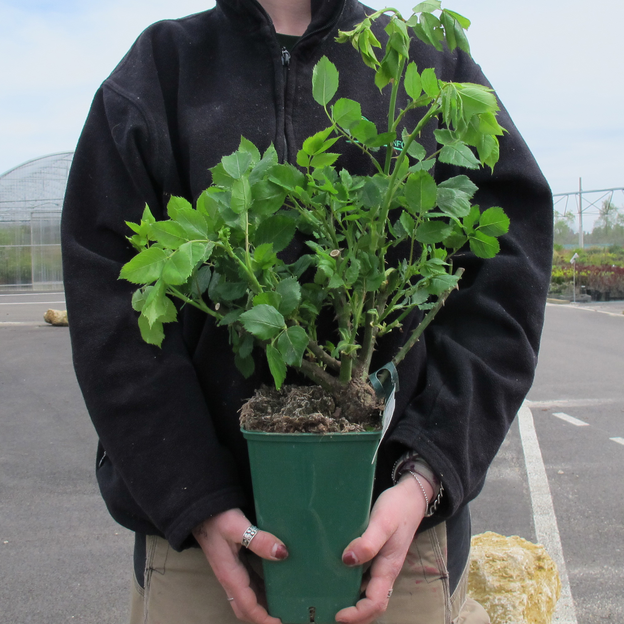 Rosier 'Golden Celebration' - Vente en ligne au meilleur prix