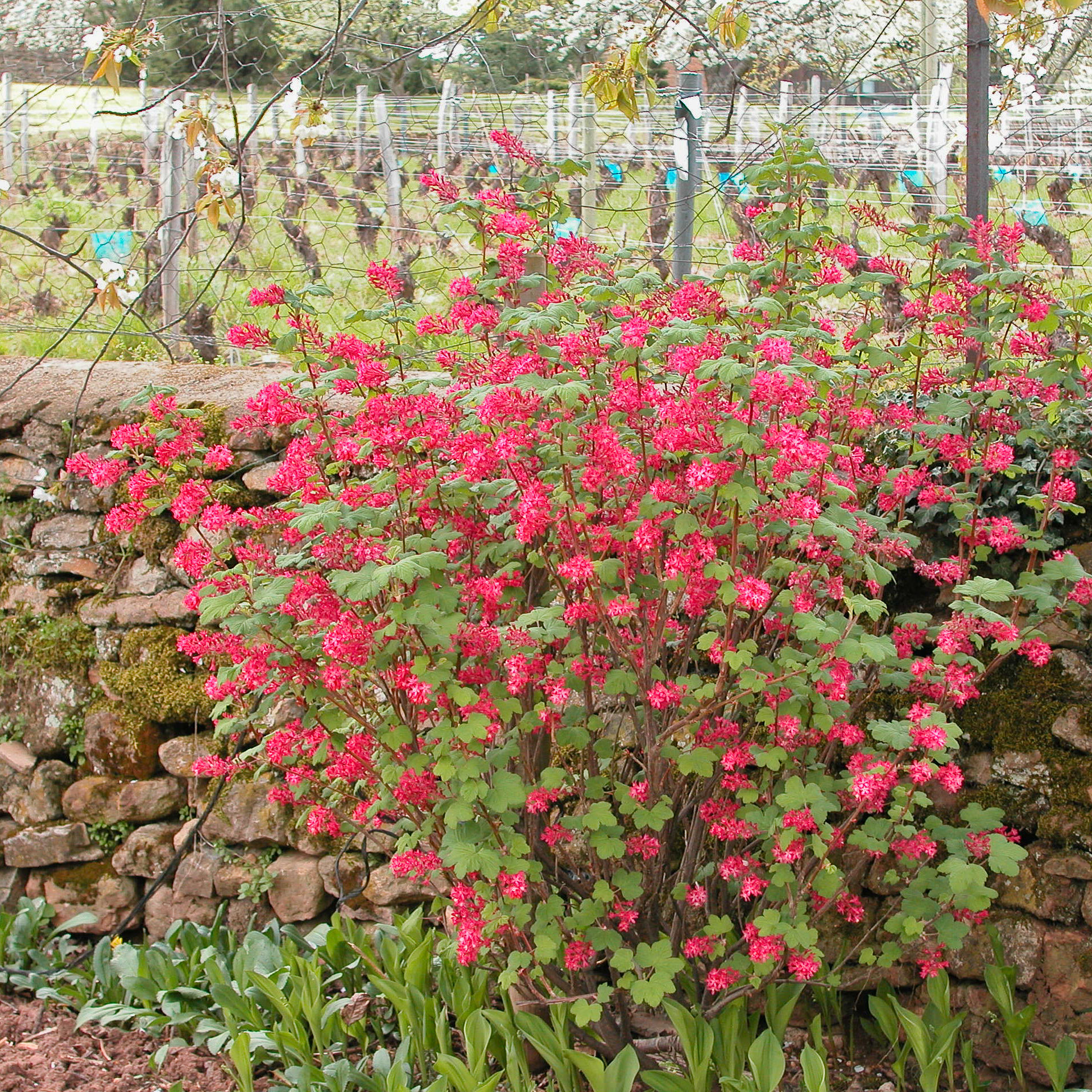 Groseillier à fleurs - Vente en ligne au meilleur prix