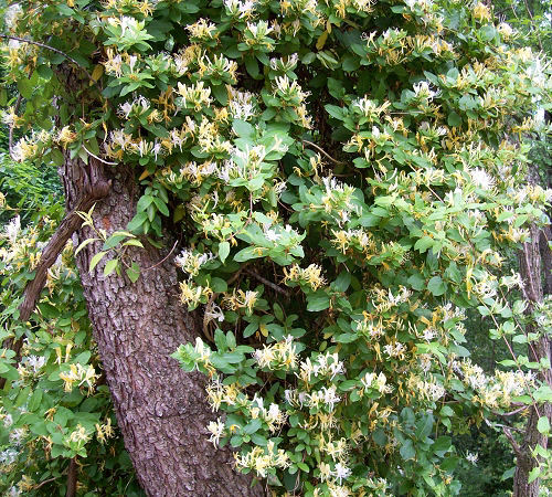 Chèvrefeuille grimpant 'Hall's prolific' - Vente en ligne au meilleur prix