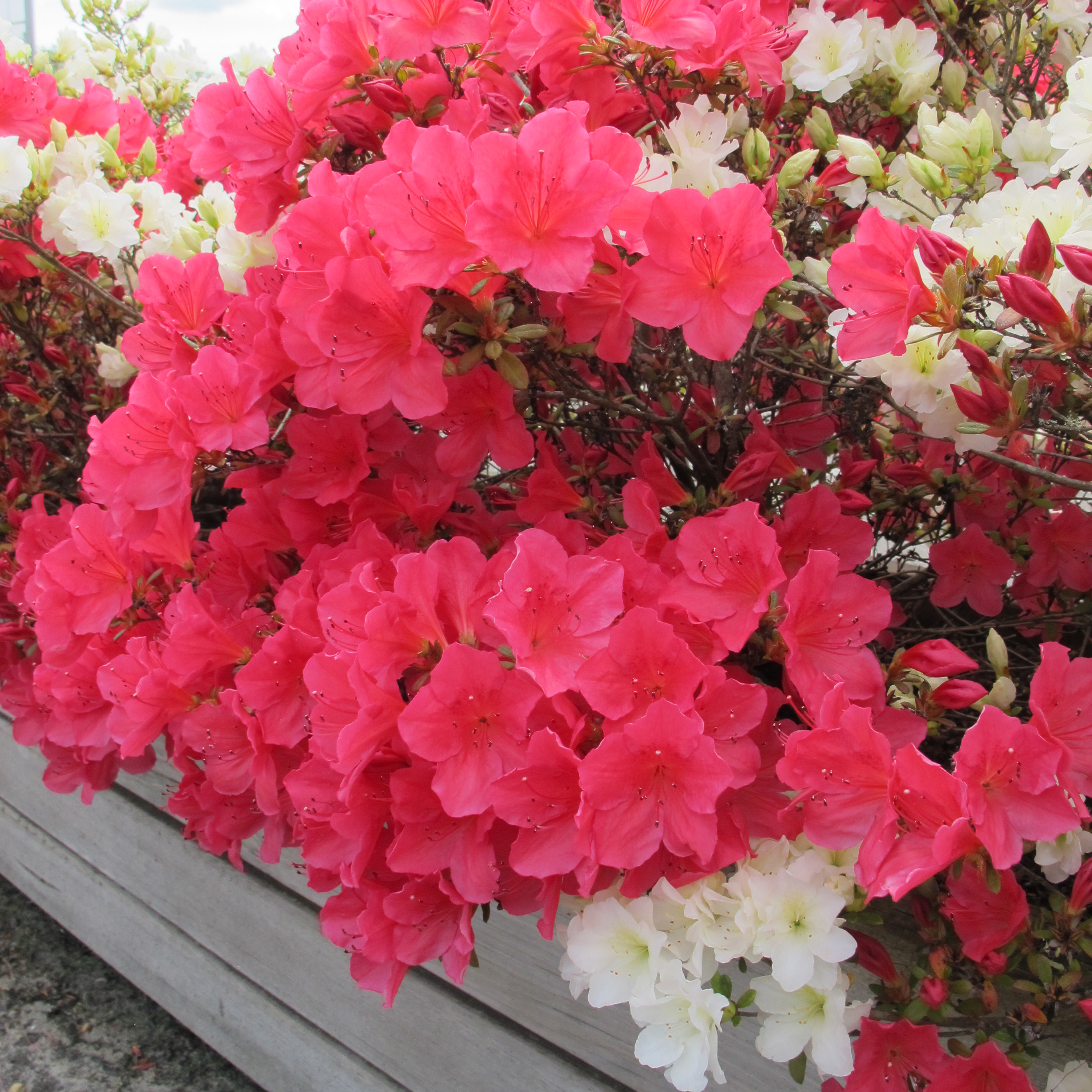 Azalée japonaise 'Arabesk' - Vente en ligne au meilleur prix