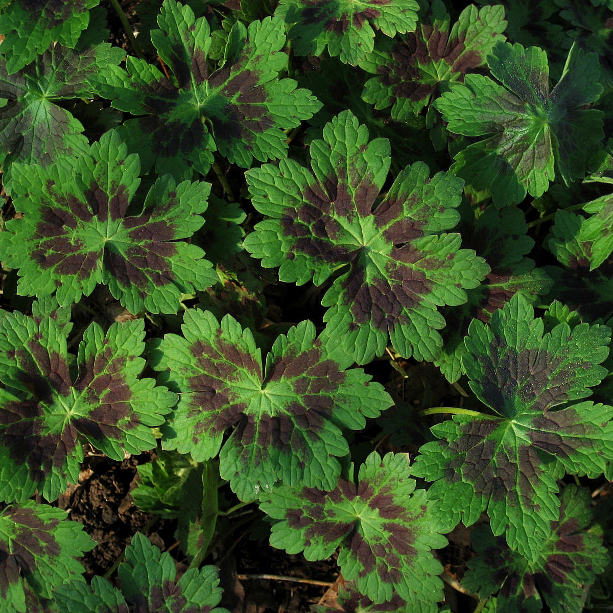 Géranium 'Samobor' - Vente en ligne au meilleur prix