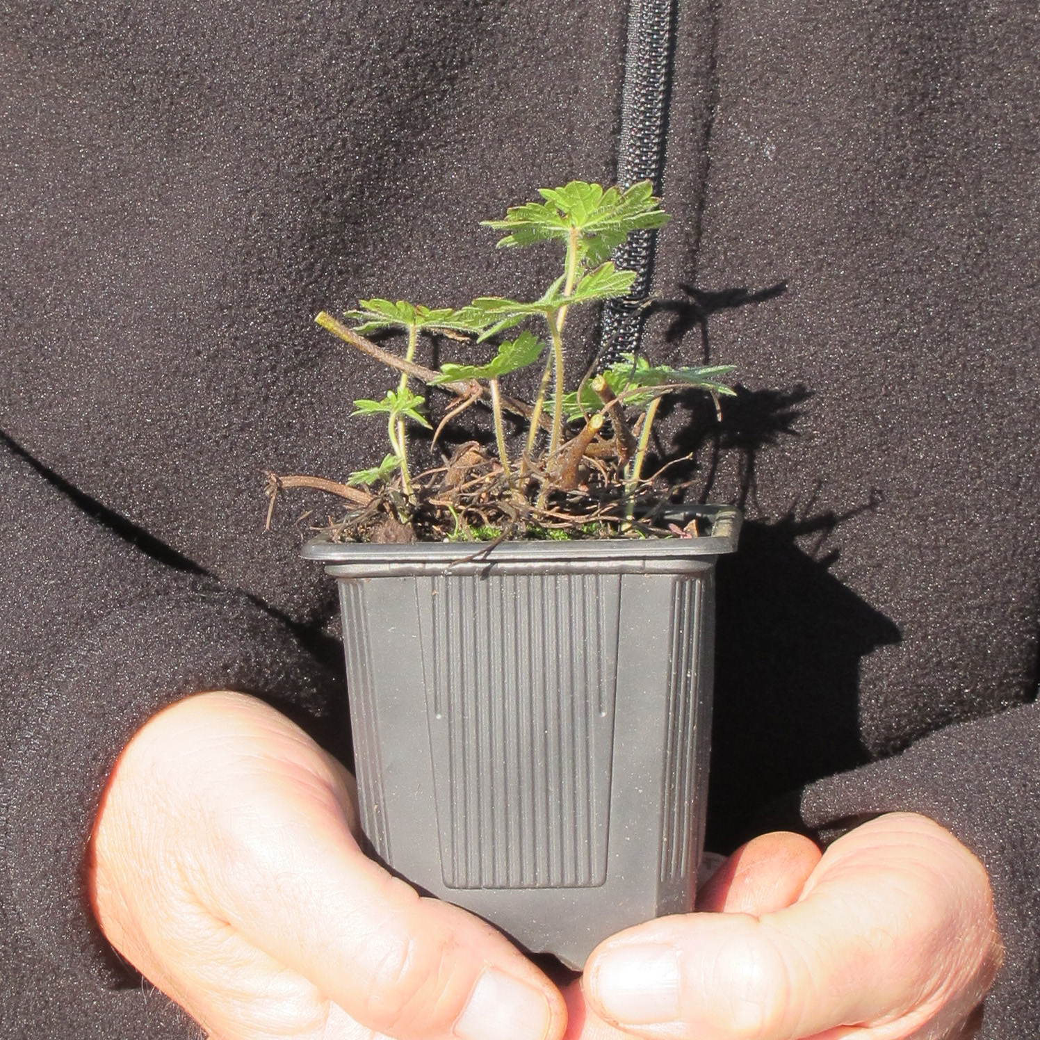 Géranium 'Dusky Crûg' - Vente en ligne au meilleur prix